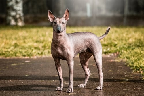 Xoloitzcuintle Con Pelo